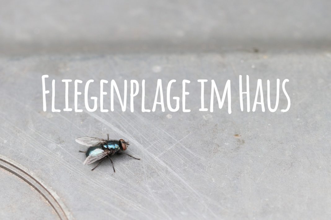 Elegantes Fliegenplage Im Haus Ebenbild
