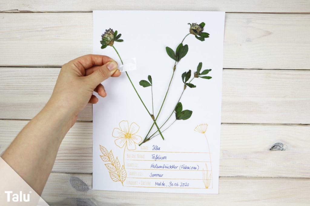 Herbarium Selber Machen